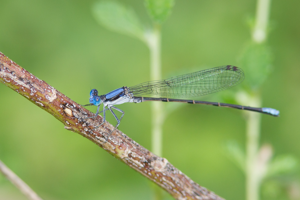 Blue-fronted Dancer (Argia apicalis)