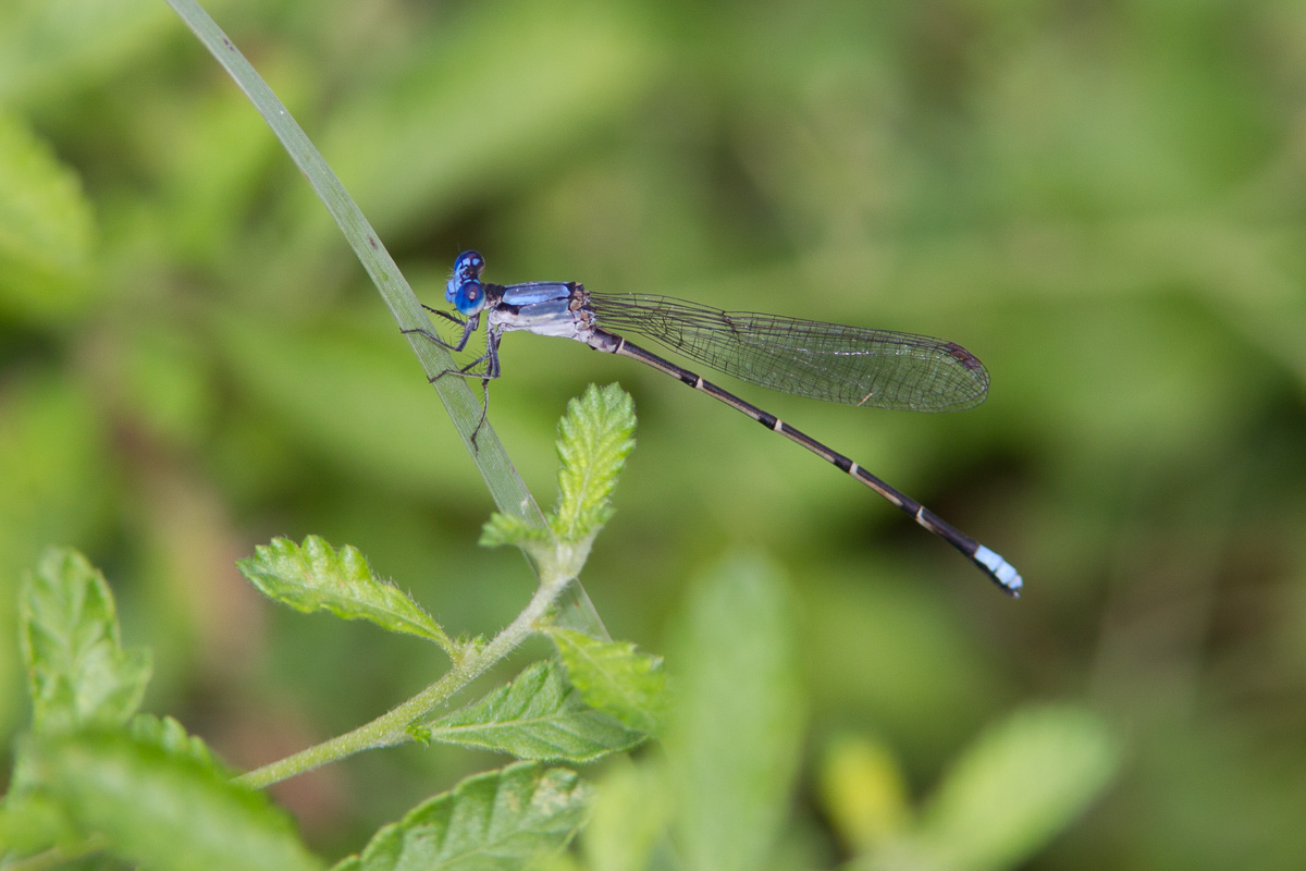 Blue-fronted Dancer (Argia apicalis)