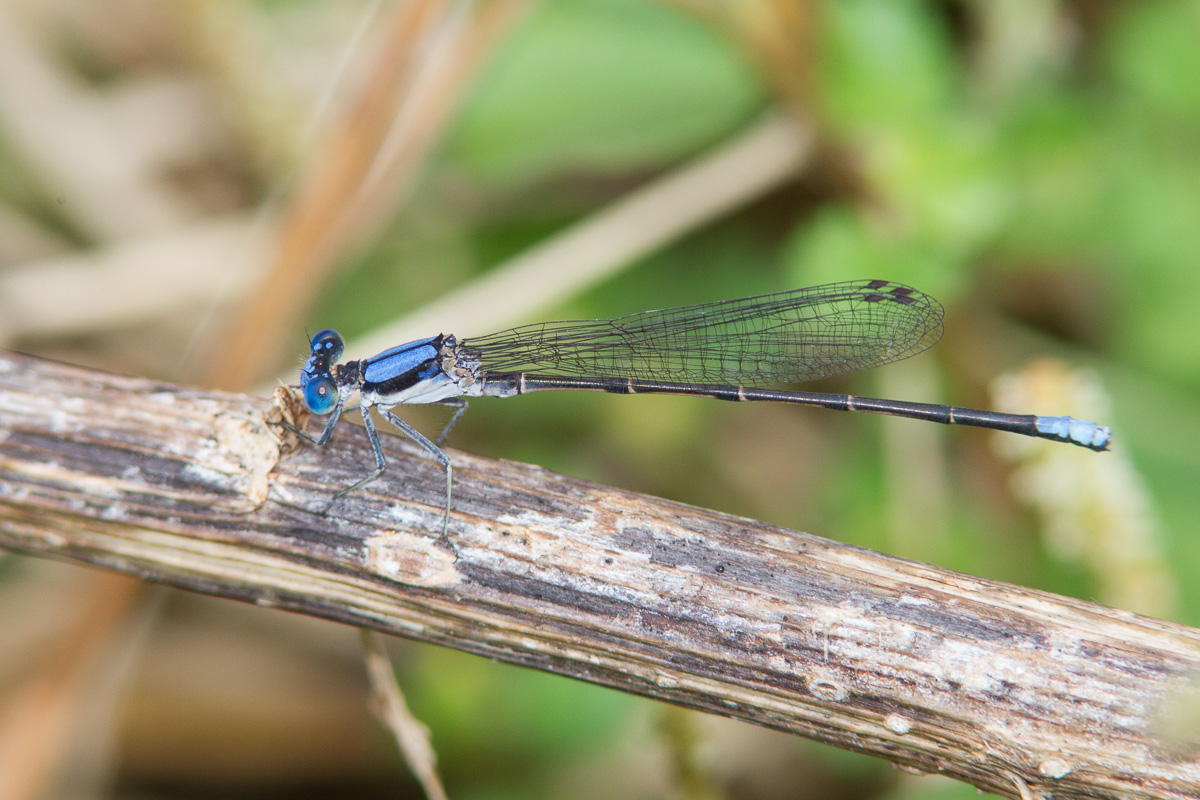 Blue-fronted Dancer (Argia apicalis)
