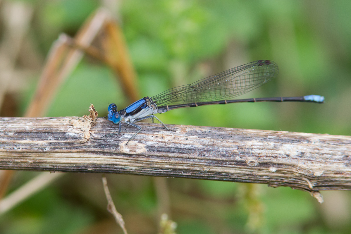 Blue-fronted Dancer (Argia apicalis)