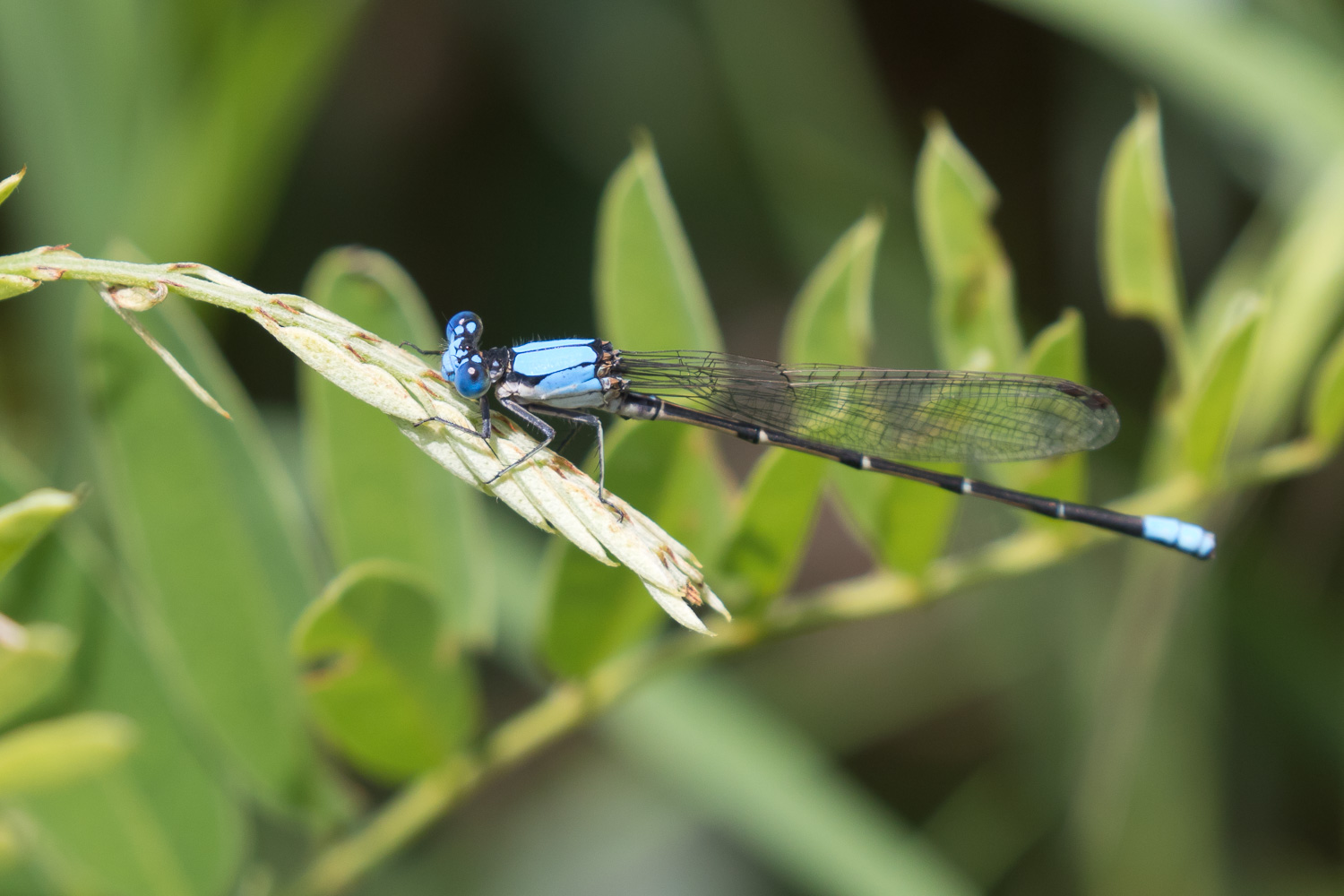 Blue-fronted Dancer (Argia apicalis)