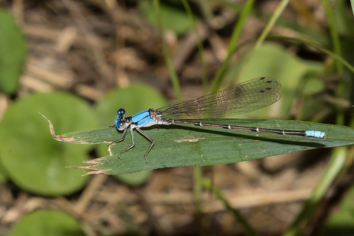 Blue-fronted Dancer (Argia apicalis)
