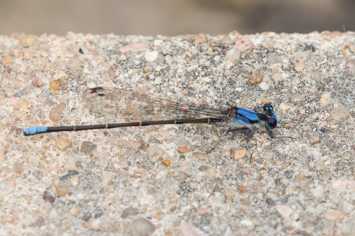 Blue-fronted Dancer (Argia apicalis)