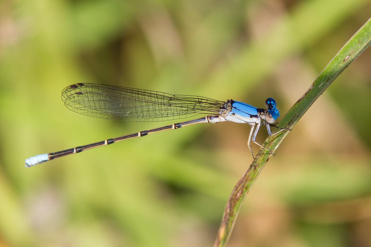 Blue-fronted Dancer (Argia apicalis)