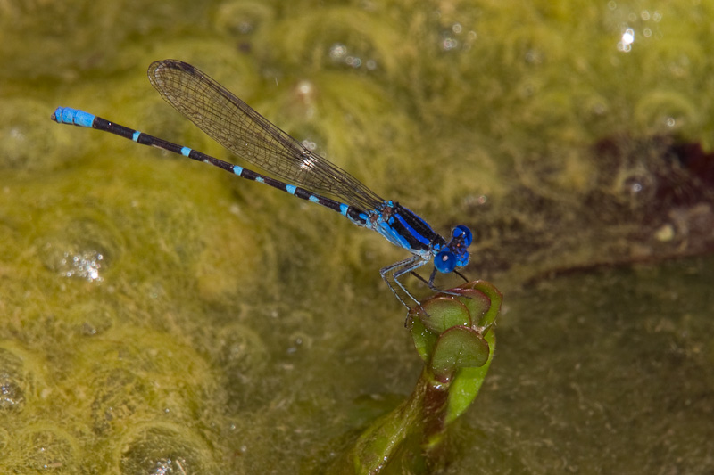 Blue-ringed Dancer (Argia sedula)