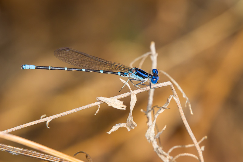 Blue-ringed Dancer (Argia sedula)