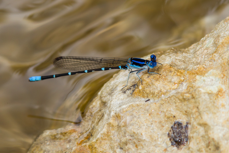 Blue-ringed Dancer (Argia sedula)