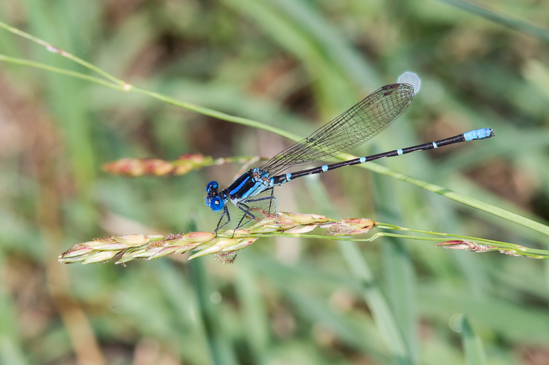 Blue-ringed Dancer (Argia sedula)