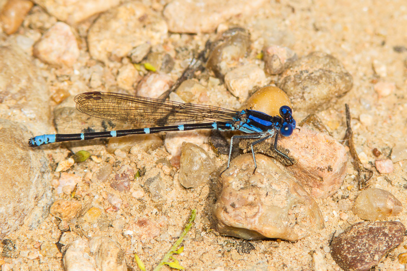 Blue-ringed Dancer (Argia sedula)