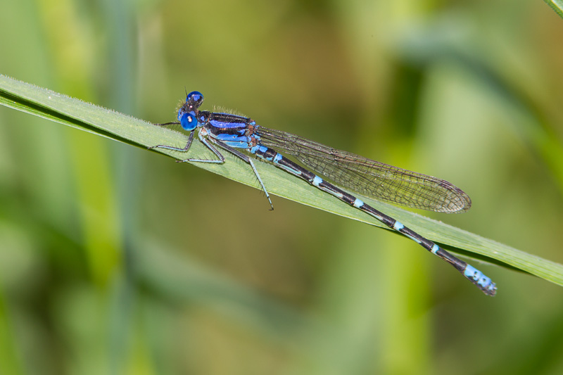 Blue-ringed Dancer (Argia sedula)