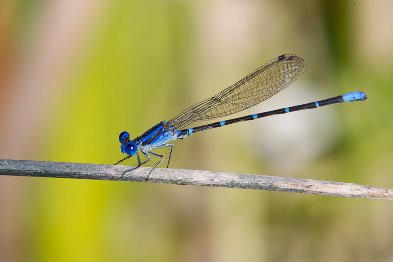 Blue-ringed Dancer (Argia sedula)