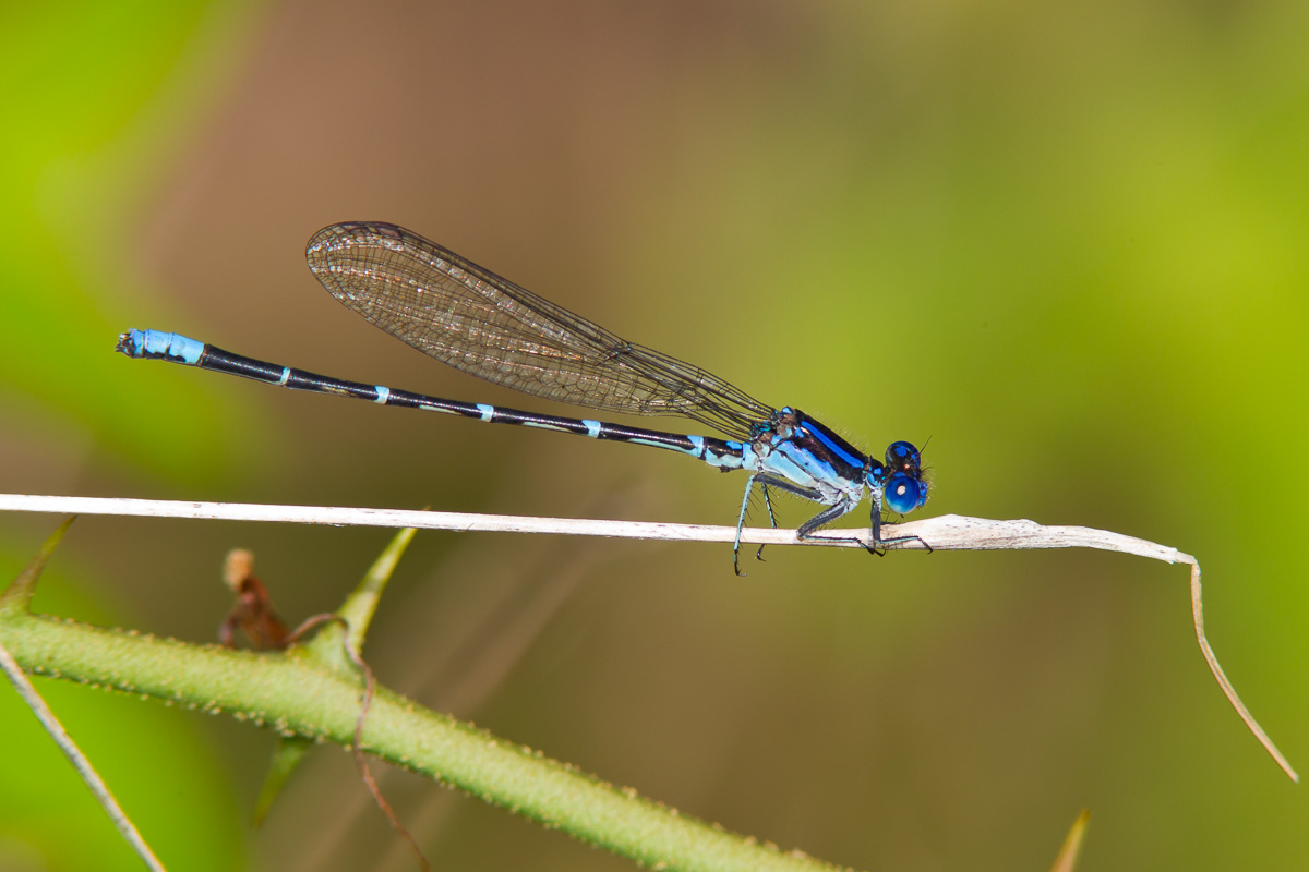 Blue-ringed Dancer (Argia sedula)