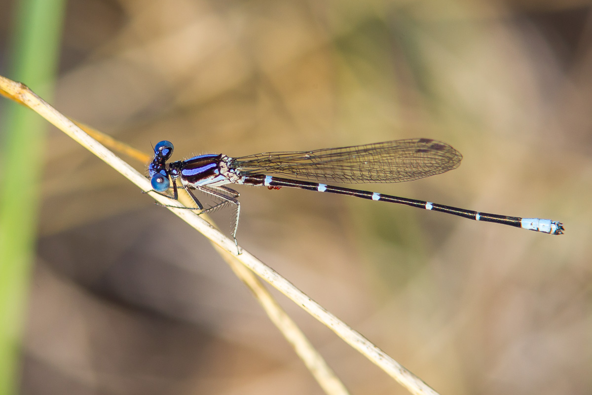 Blue-ringed Dancer (Argia sedula)