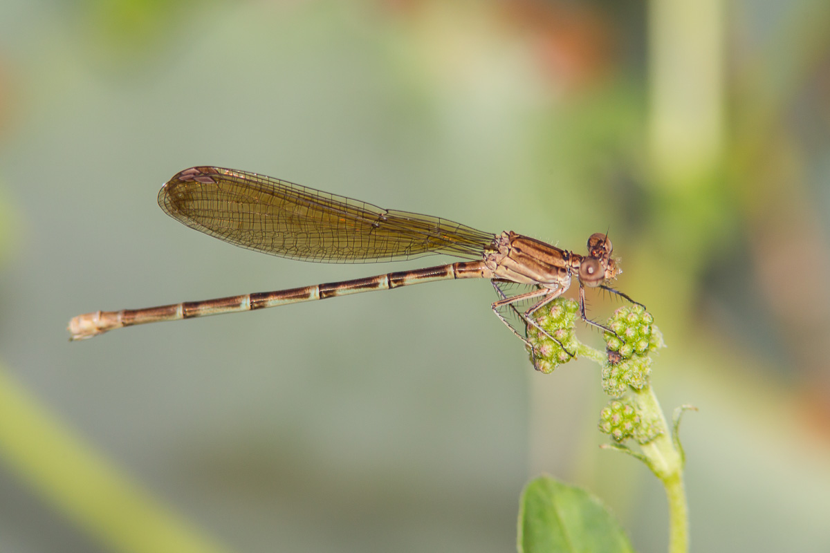 Blue-ringed Dancer (Argia sedula)