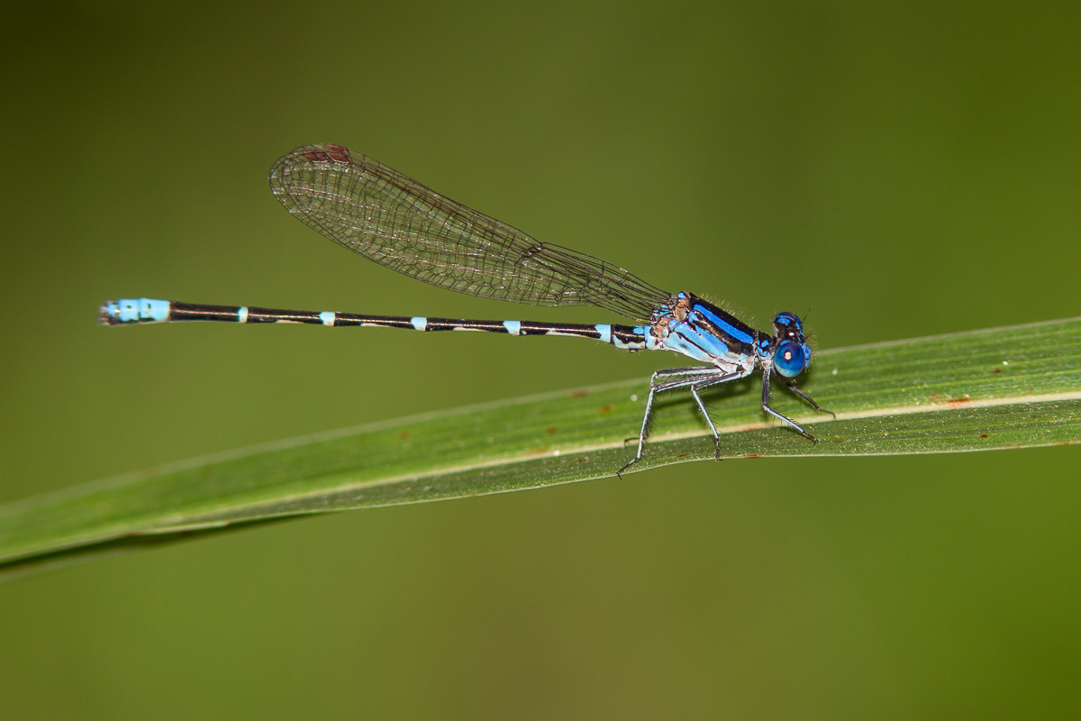 Blue-ringed Dancer (Argia sedula)