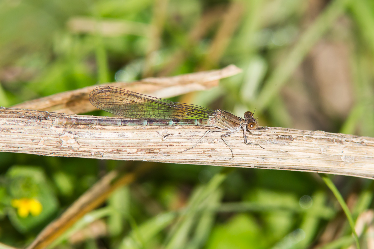Blue-ringed Dancer (Argia sedula)