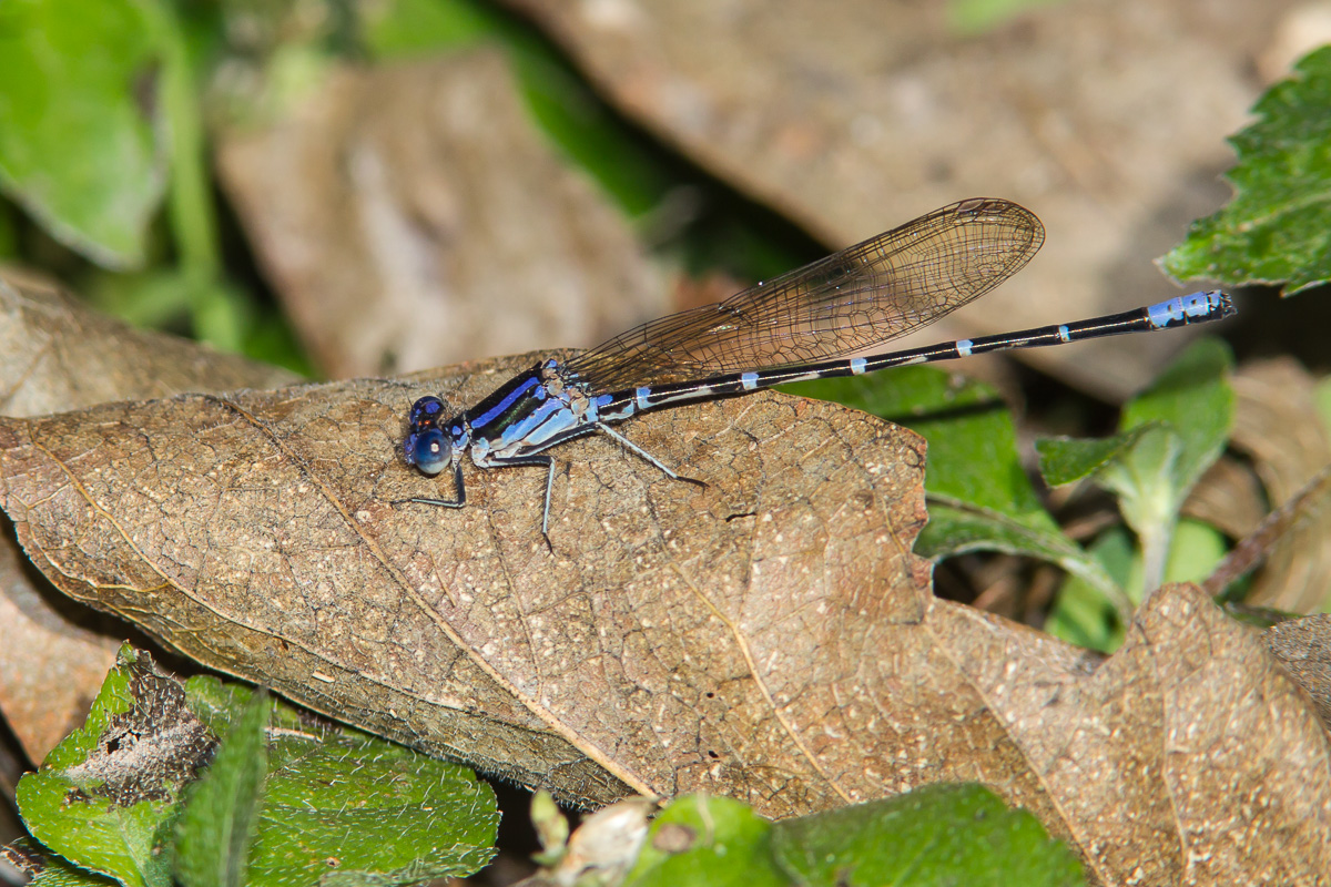 Blue-ringed Dancer (Argia sedula)