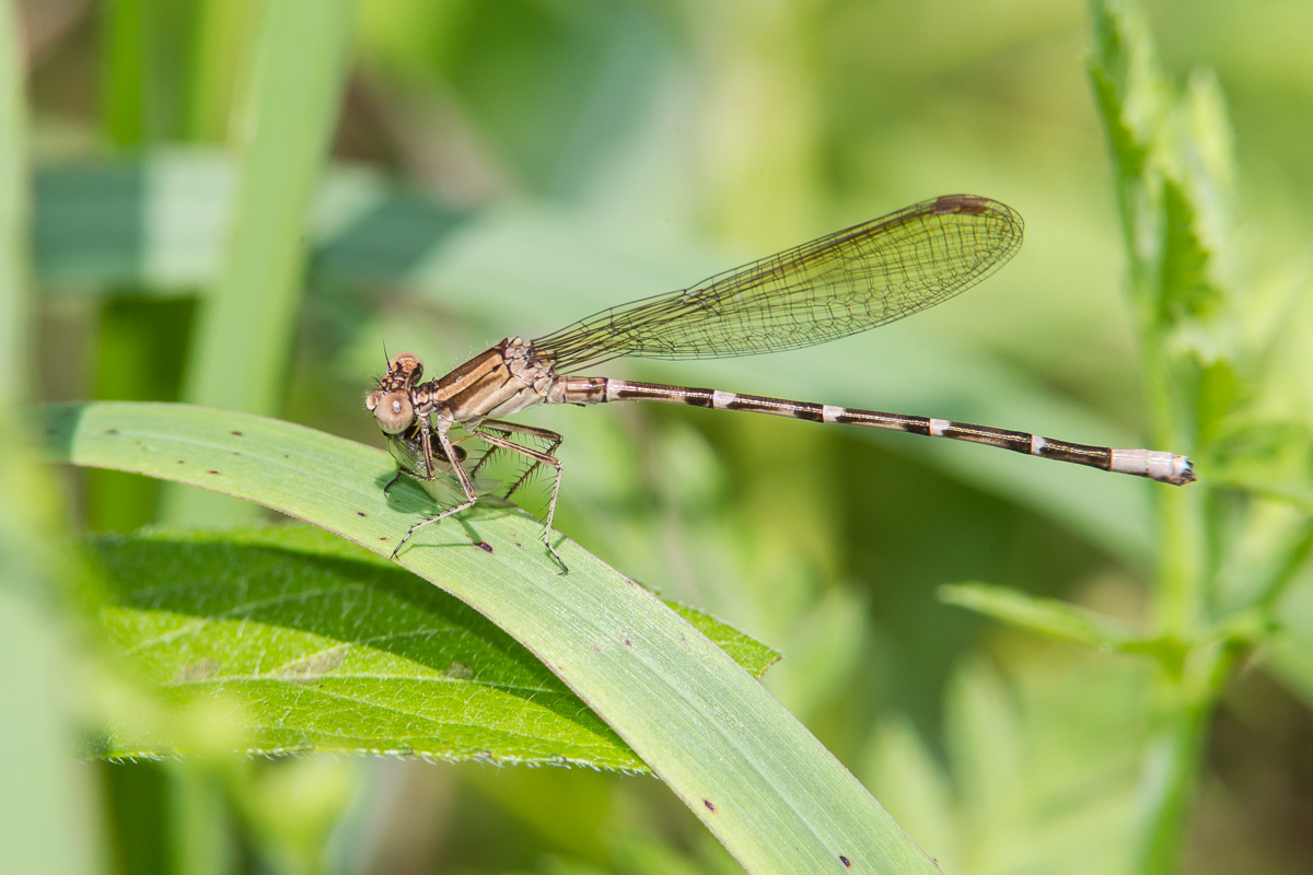 Blue-ringed Dancer (Argia sedula)
