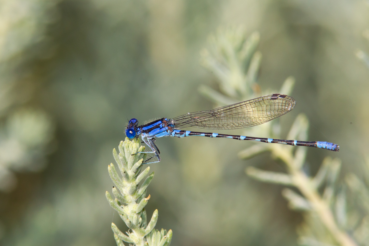Blue-ringed Dancer (Argia sedula)