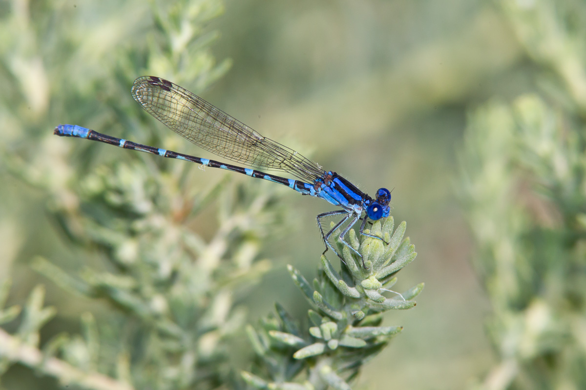 Blue-ringed Dancer (Argia sedula)