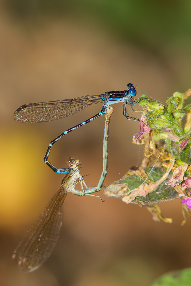 Blue-ringed Dancer (Argia sedula)