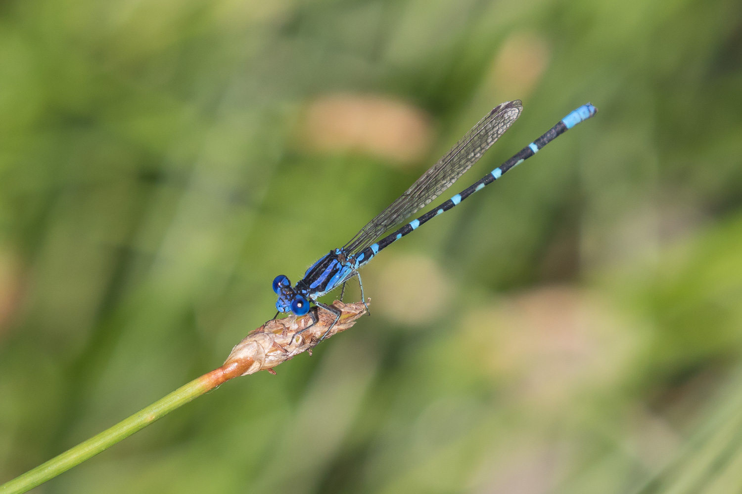 Blue-ringed Dancer (Argia sedula)
