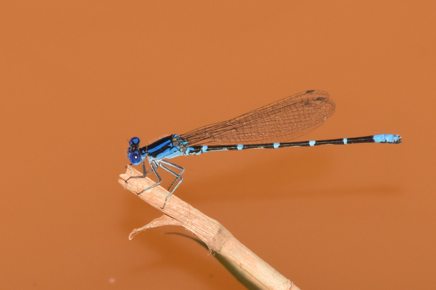 Blue-ringed Dancer (Argia sedula)