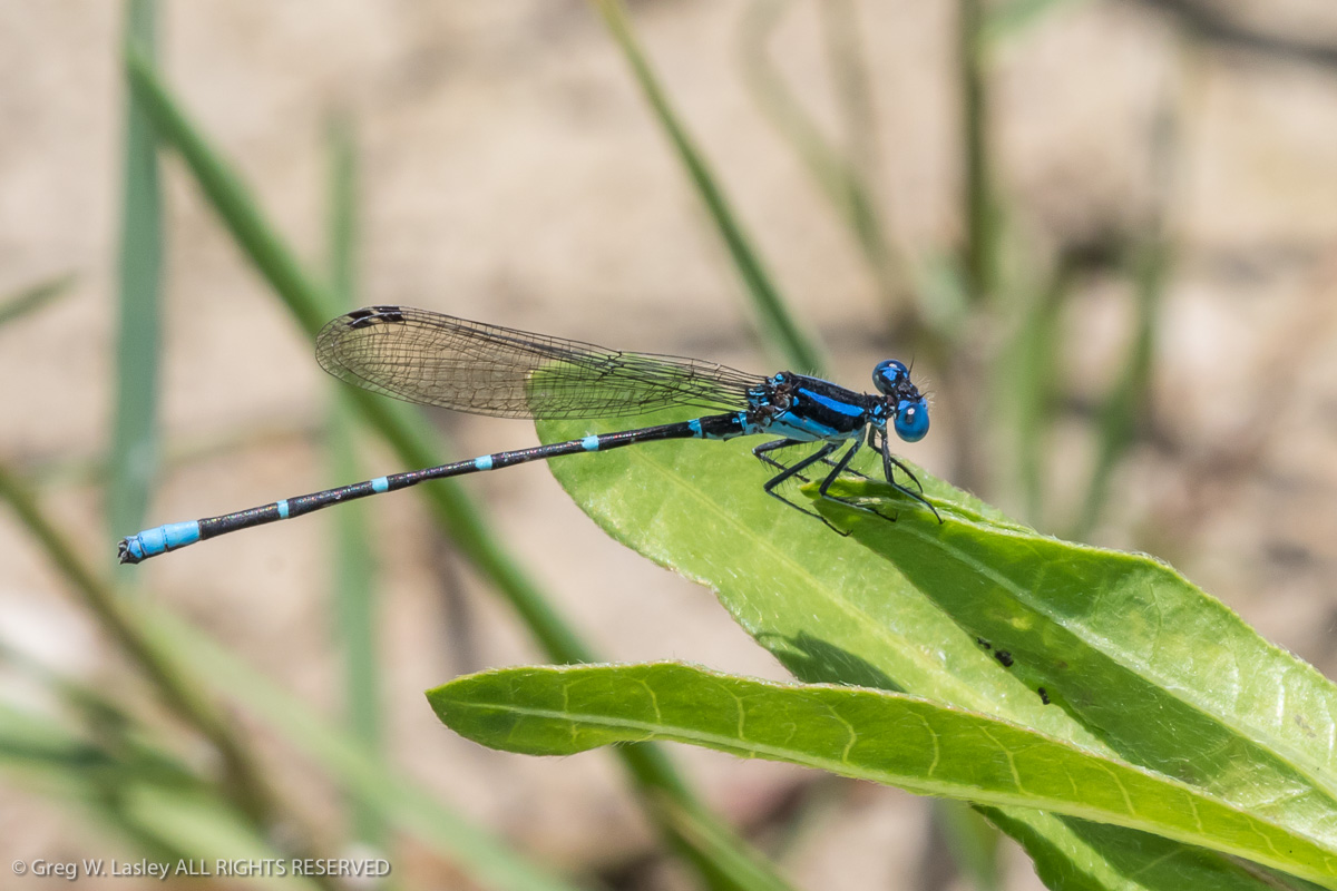 Blue-ringed Dancer (Argia sedula)