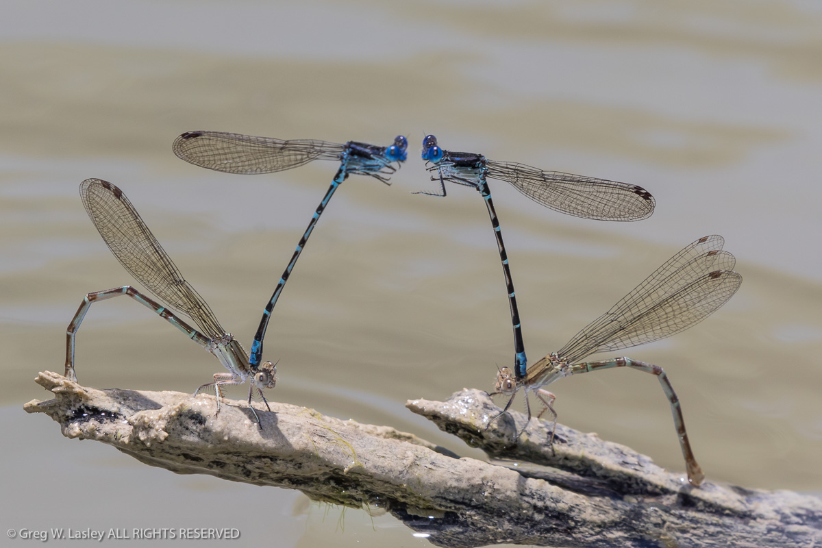 Blue-ringed Dancer (Argia sedula)