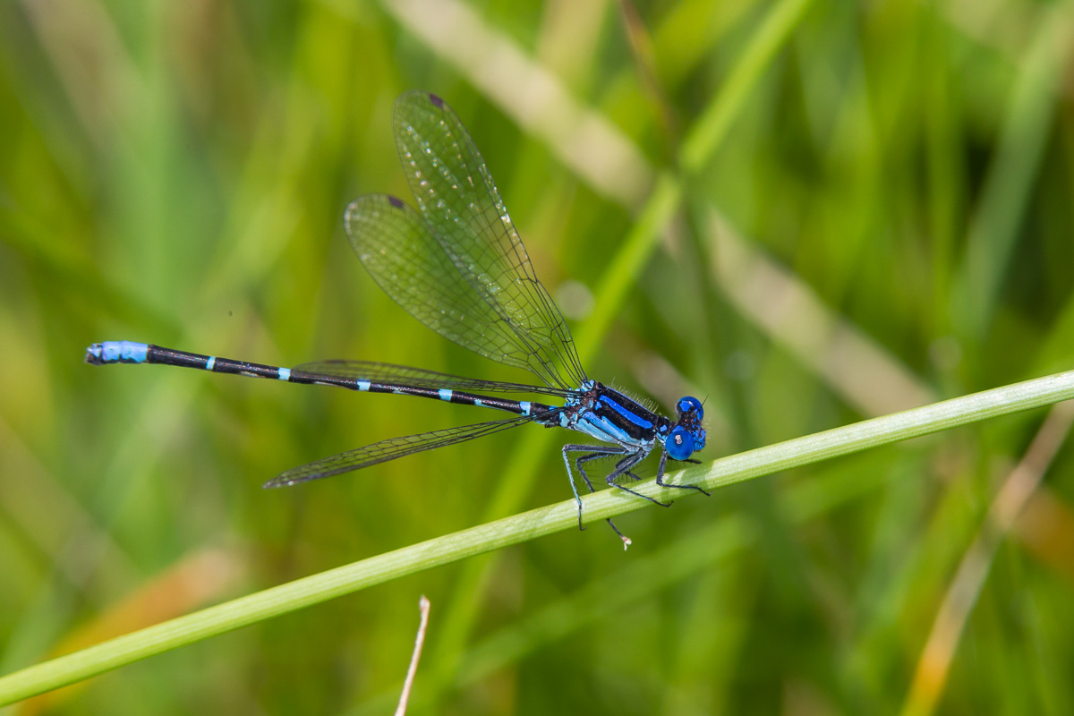 Blue-ringed Dancer (Argia sedula)
