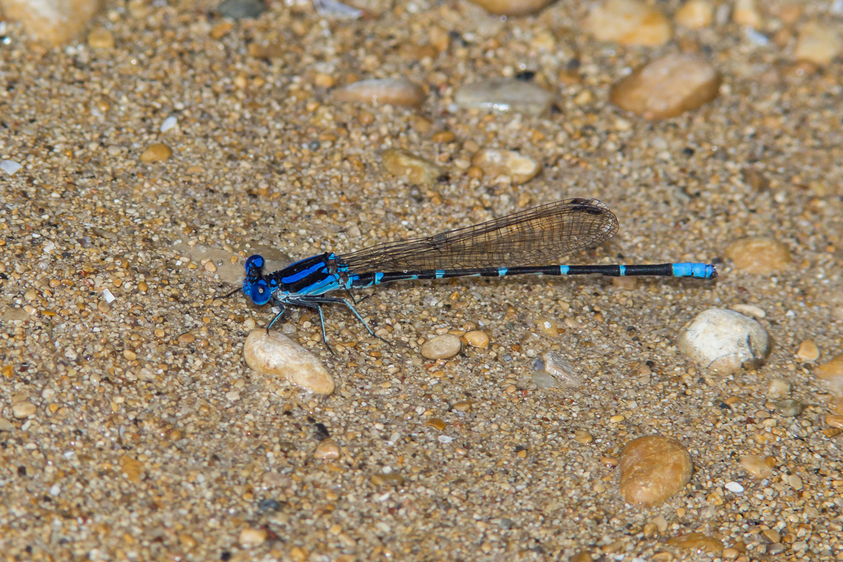 Blue-ringed Dancer (Argia sedula)