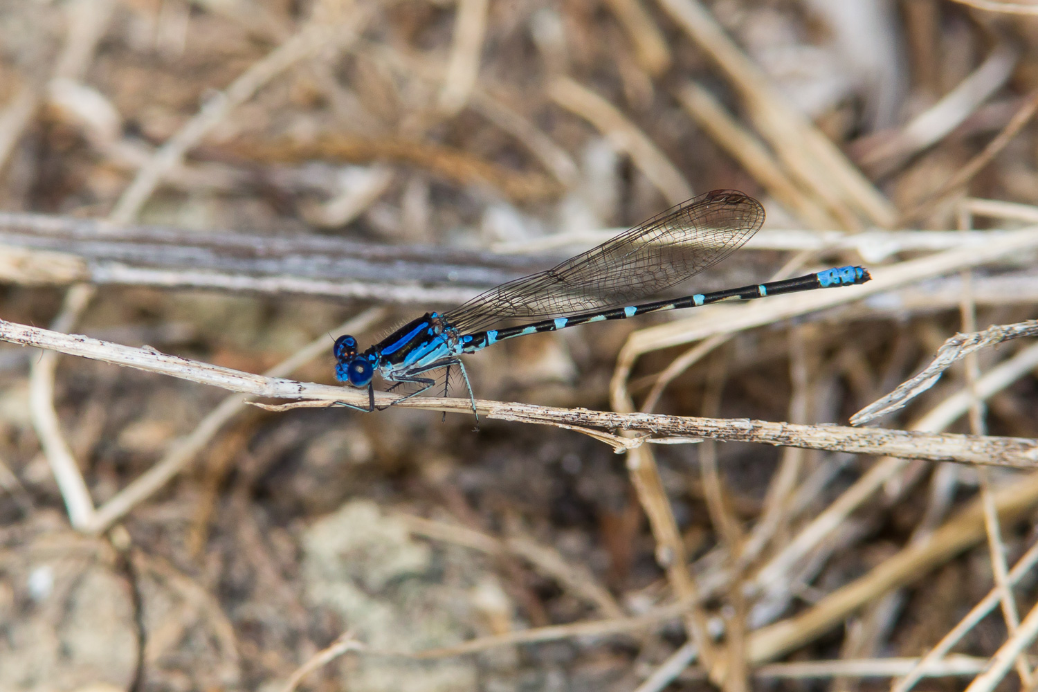 Blue-ringed Dancer (Argia sedula)