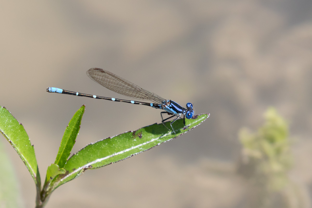 Blue-ringed Dancer (Argia sedula)