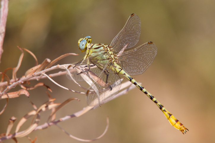 Brimstone Clubtail (Stylurus intricatus)