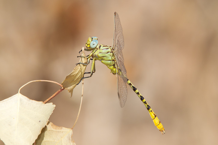 Brimstone Clubtail (Stylurus intricatus)