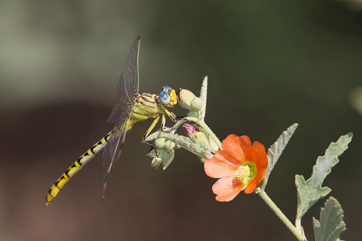 Brimstone Clubtail (Stylurus intricatus)