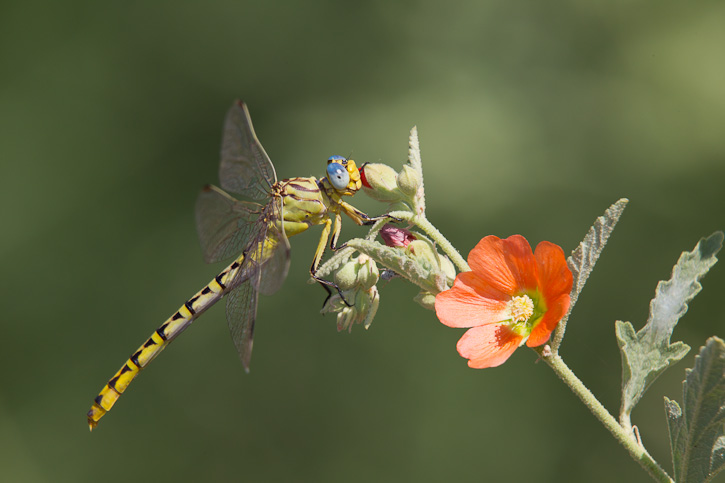 Brimstone Clubtail (Stylurus intricatus)