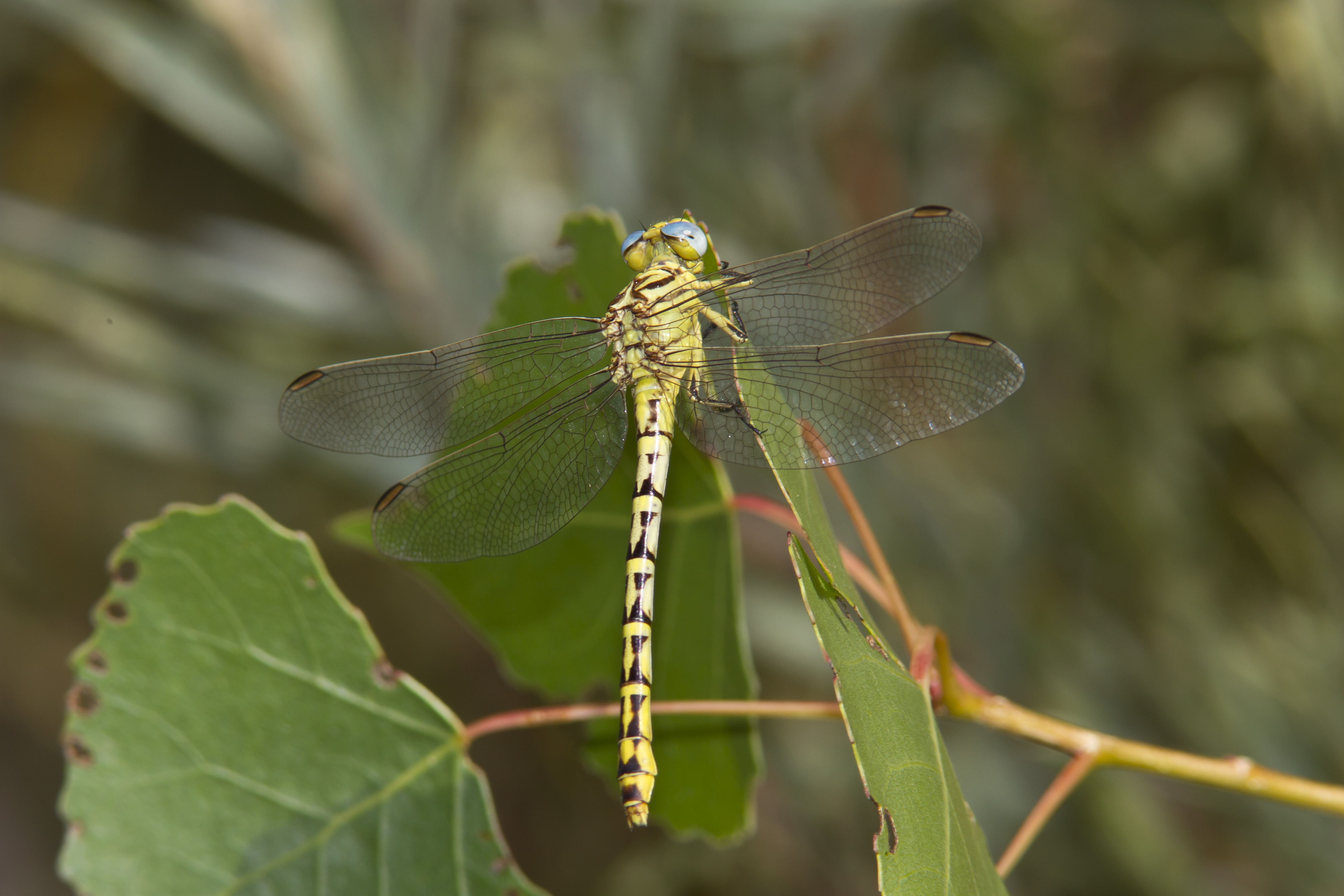 Brimstone Clubtail (Stylurus intricatus)
