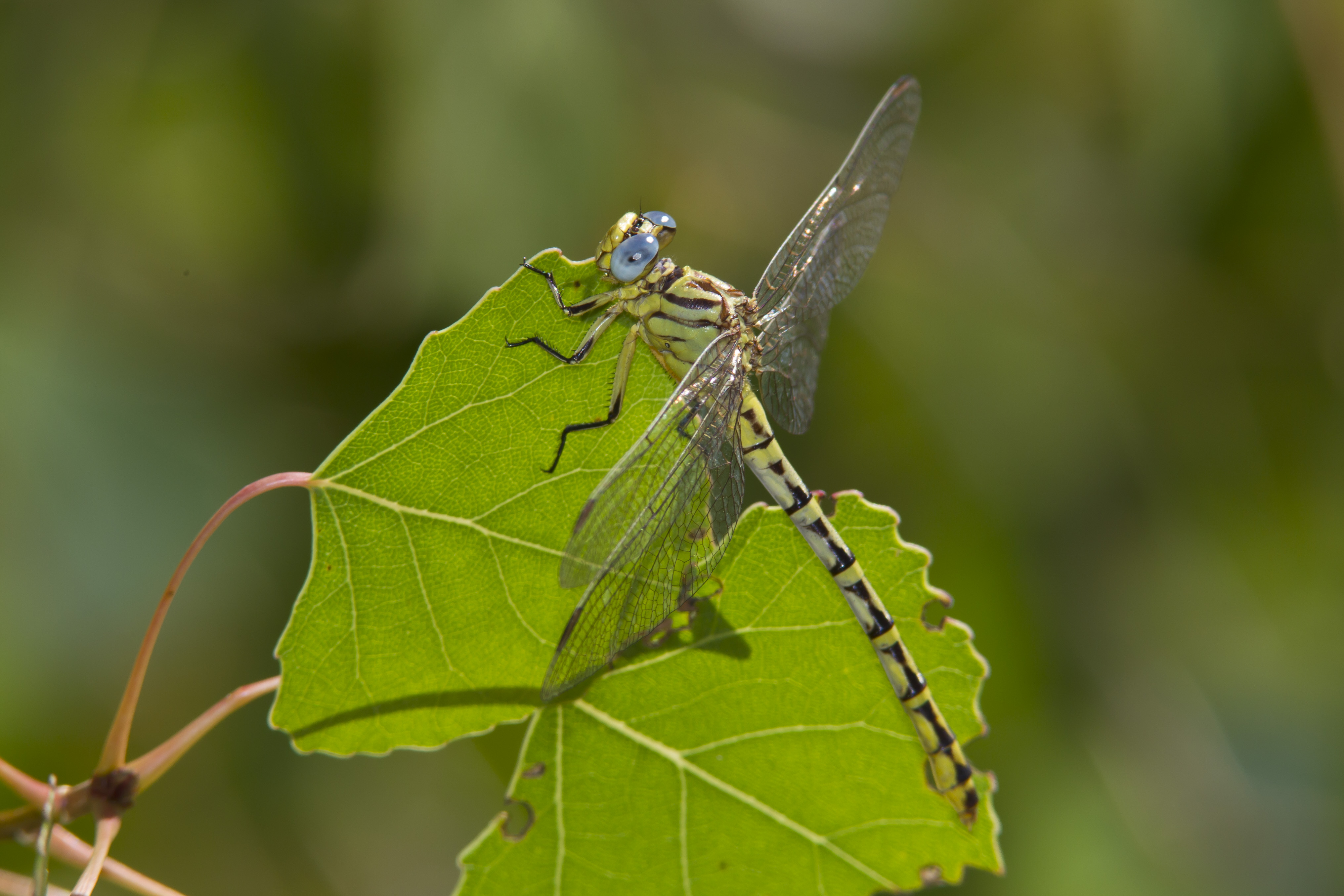 Brimstone Clubtail (Stylurus intricatus)