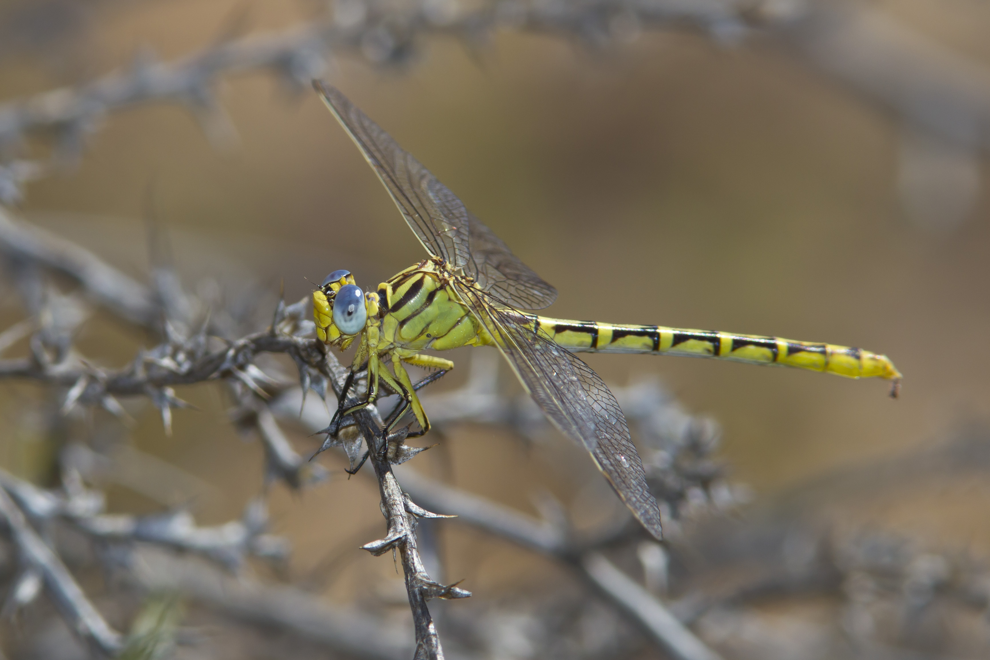 Brimstone Clubtail (Stylurus intricatus)