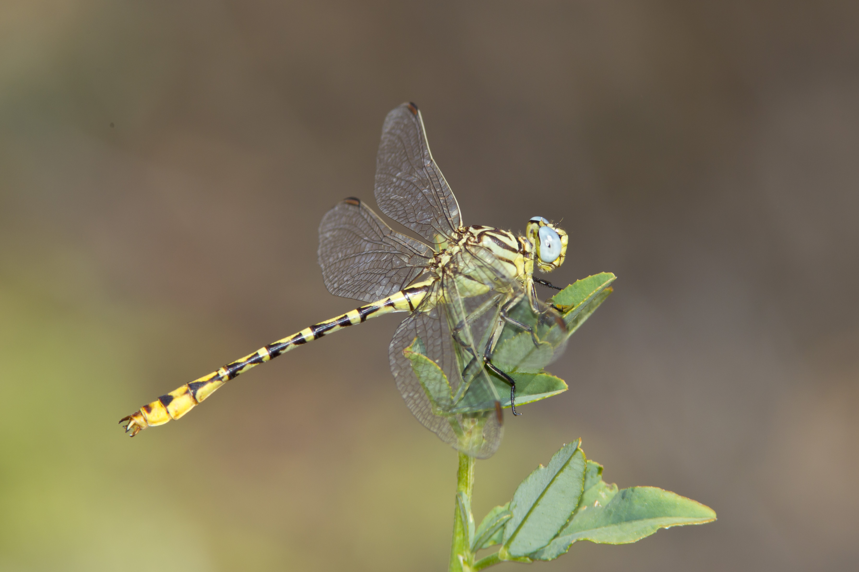 Brimstone Clubtail (Stylurus intricatus)