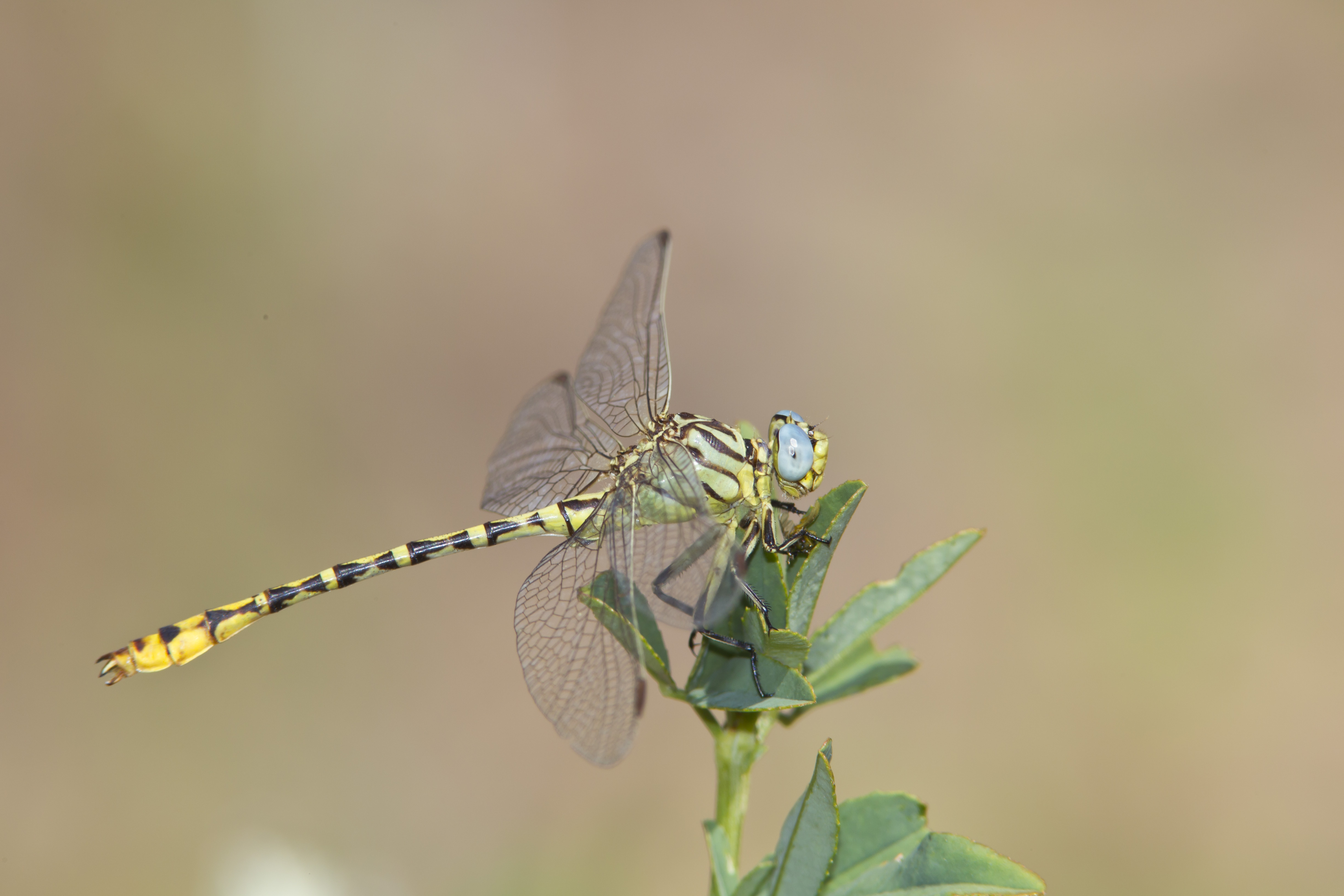Brimstone Clubtail (Stylurus intricatus)
