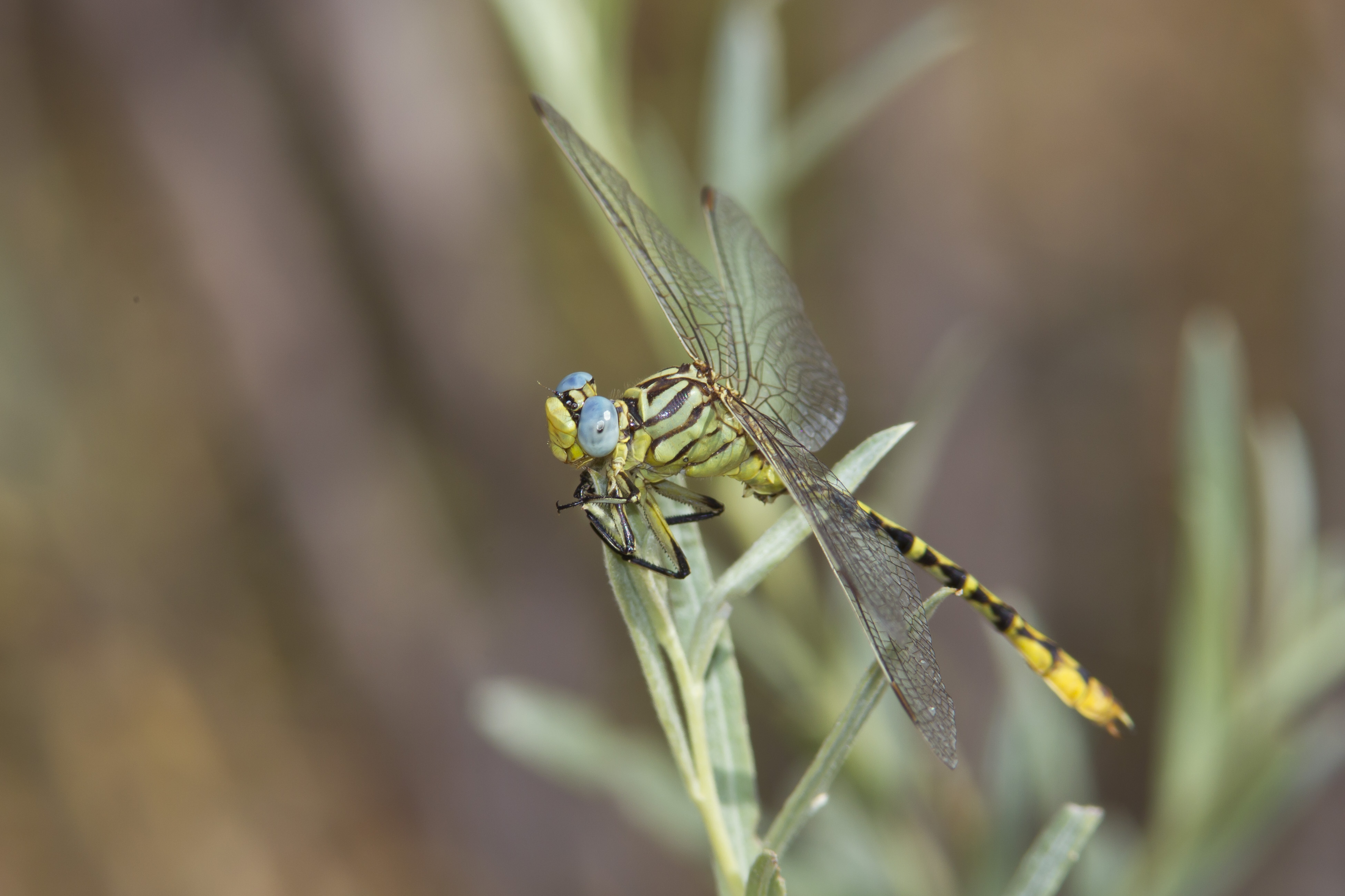 Brimstone Clubtail (Stylurus intricatus)