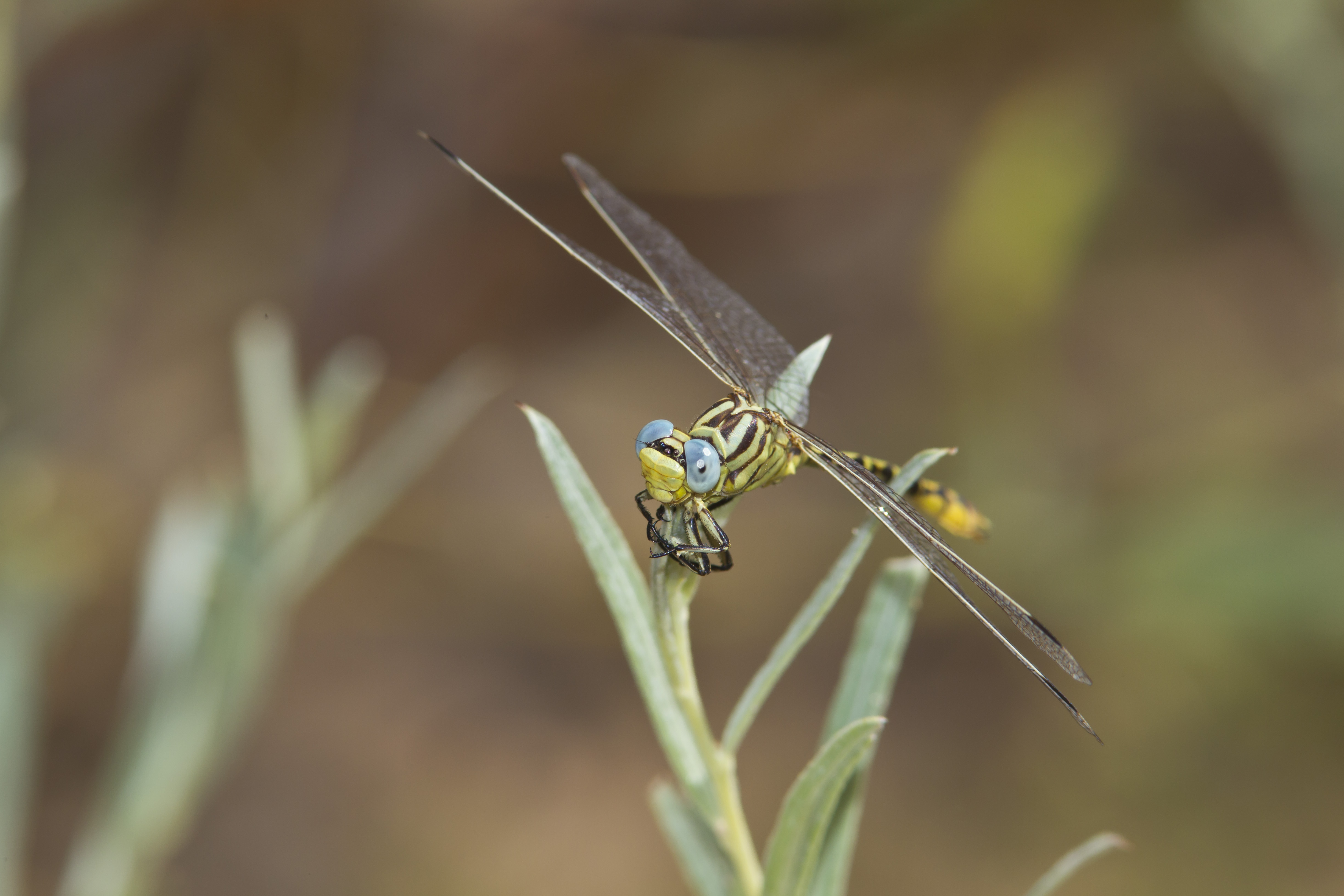 Brimstone Clubtail (Stylurus intricatus)