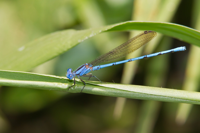 Cerulean Dancer (Argia anceps)