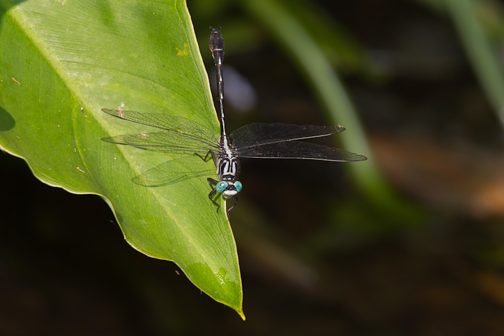 Cherokee Clubtail (Gomphus consanguis)