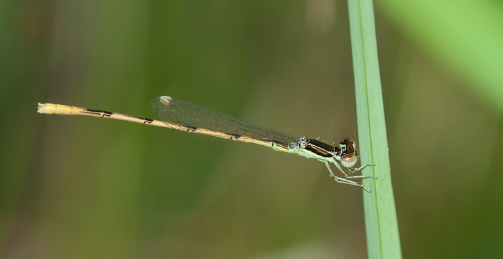 Citrine Forktail (Ischnura hastata)