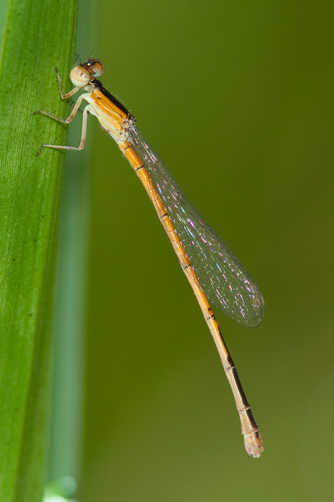 Citrine Forktail (Ischnura hastata)