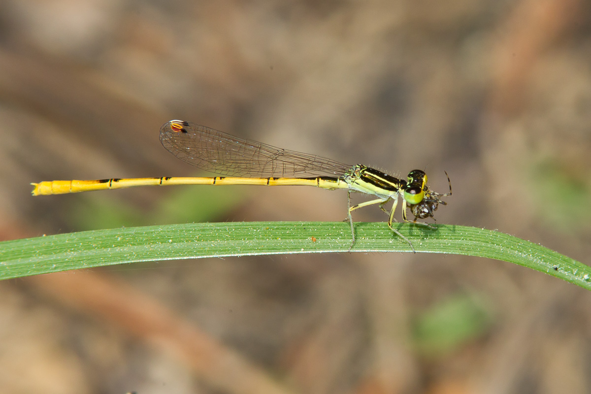 Citrine Forktail (Ischnura hastata)