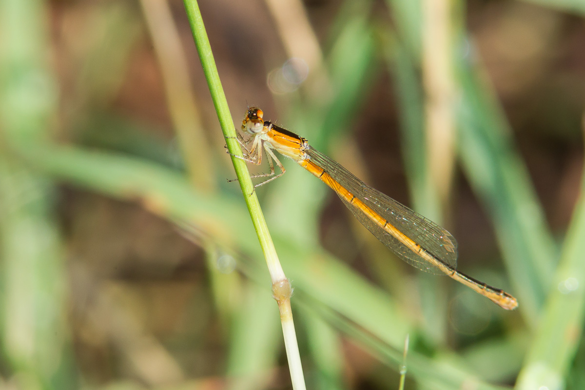 Citrine Forktail (Ischnura hastata)